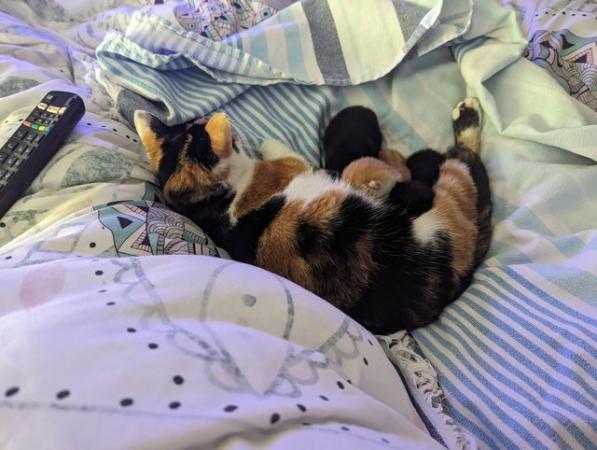 Polydactyl Hemingway kitten ginger and white For Sale in Wellington ...