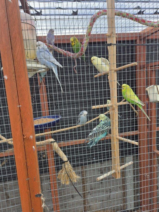 Local Classifieds | Preloved