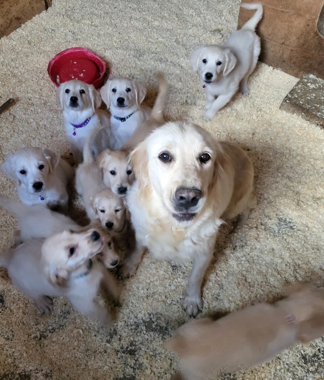 Local Classifieds | Preloved