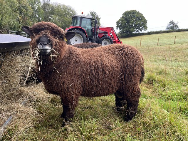 Local Classifieds | Preloved