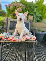 Local Classifieds | Preloved