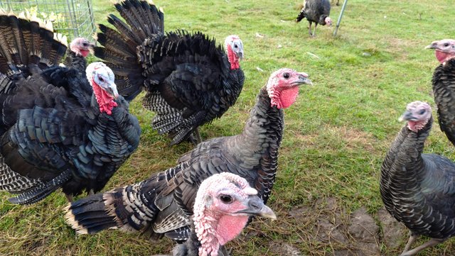 Local Classifieds | Preloved