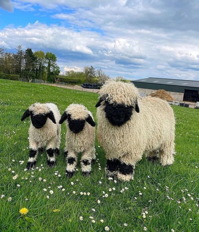 Local Classifieds | Preloved