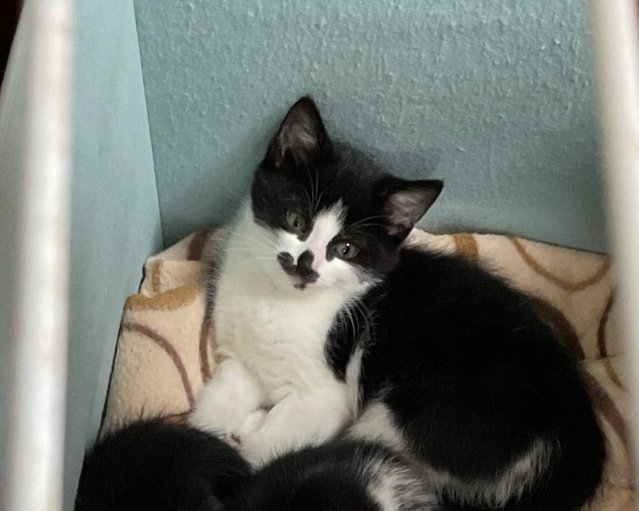 Local Classifieds | Preloved