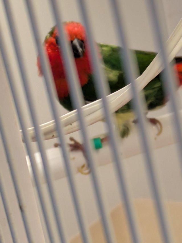 Local Classifieds | Preloved