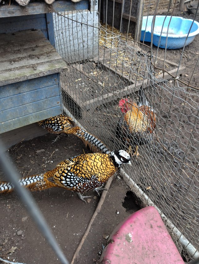 Local Classifieds | Preloved