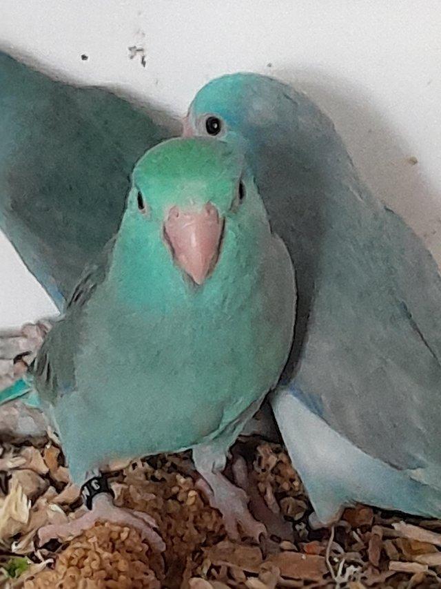 Local Classifieds | Preloved