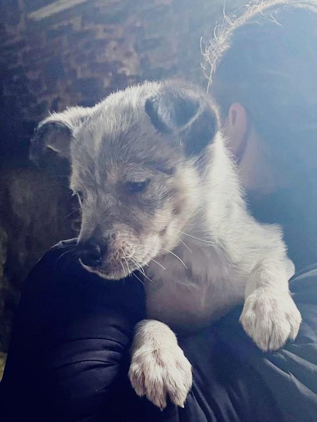 Local Classifieds | Preloved