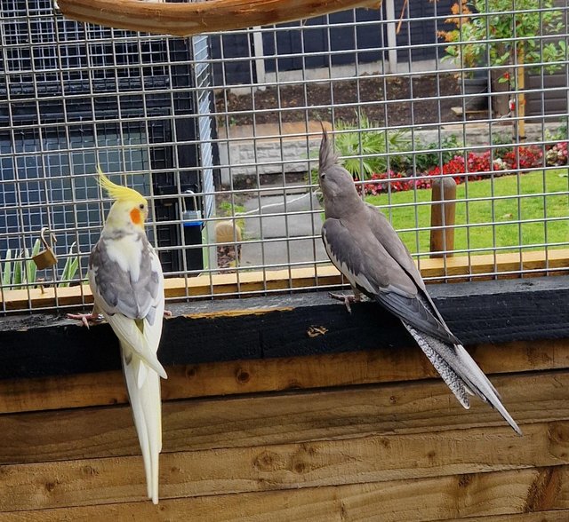 Local Classifieds | Preloved