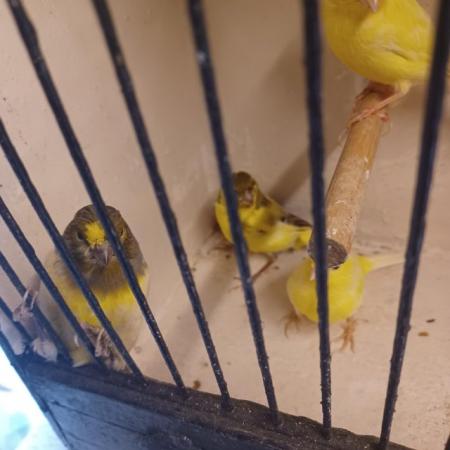 BEAUTIFUL CANARIES FOR SALE . For Sale in Leicester, Leicestershire | Preloved
