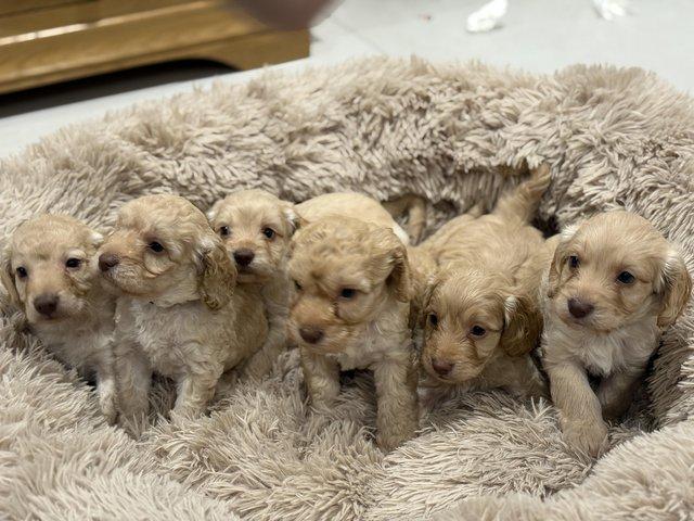 Local Classifieds | Preloved