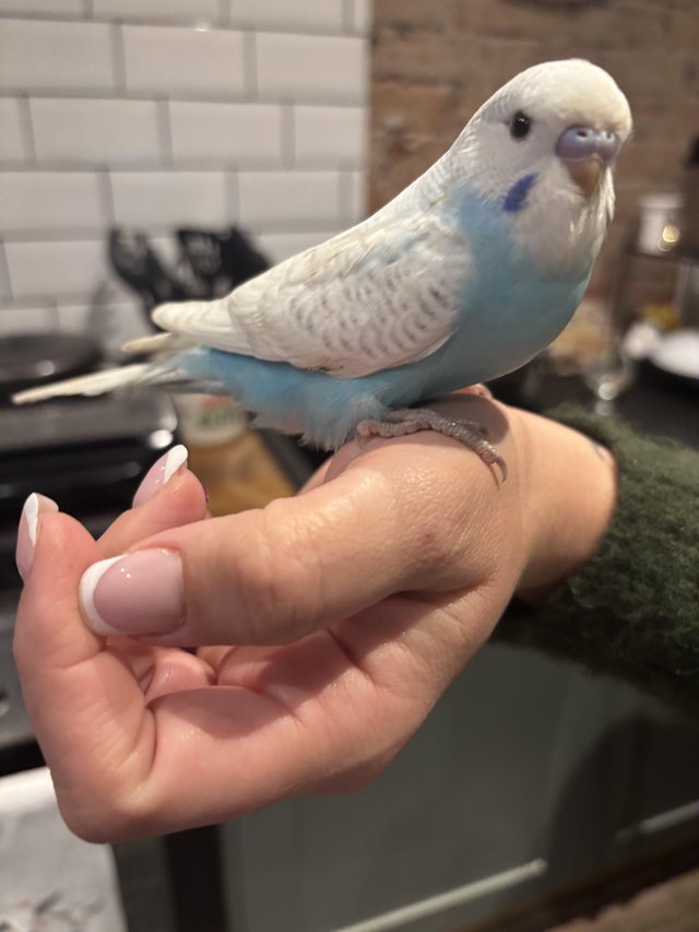 Local Classifieds | Preloved