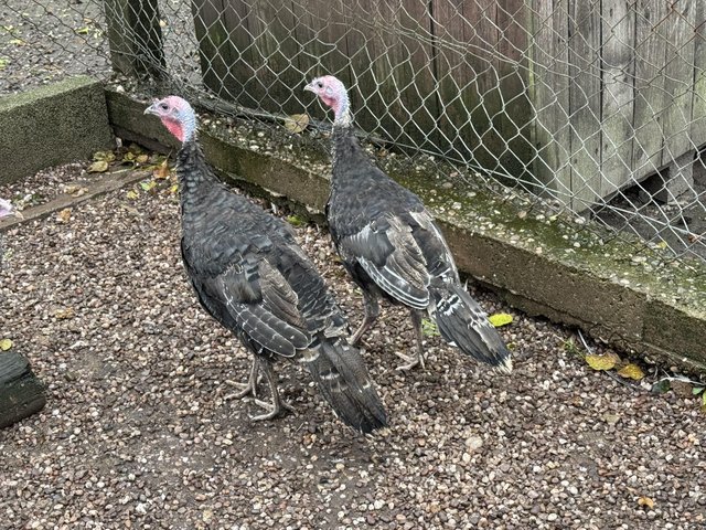 Local Classifieds | Preloved