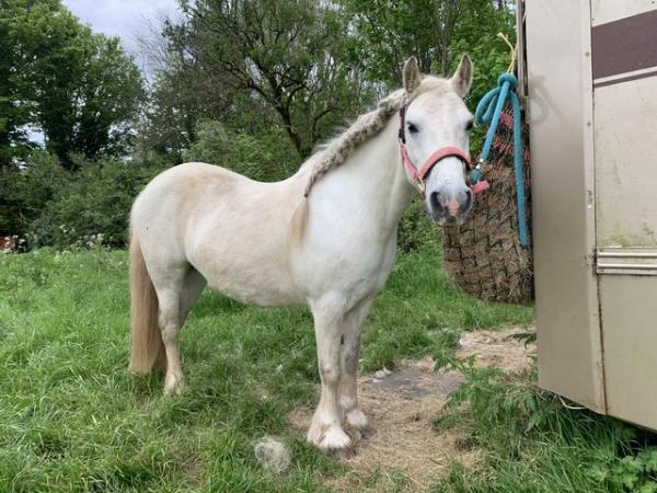 Stunning grey native Welsh Pony 12.1h For Loan in Cirencester ...