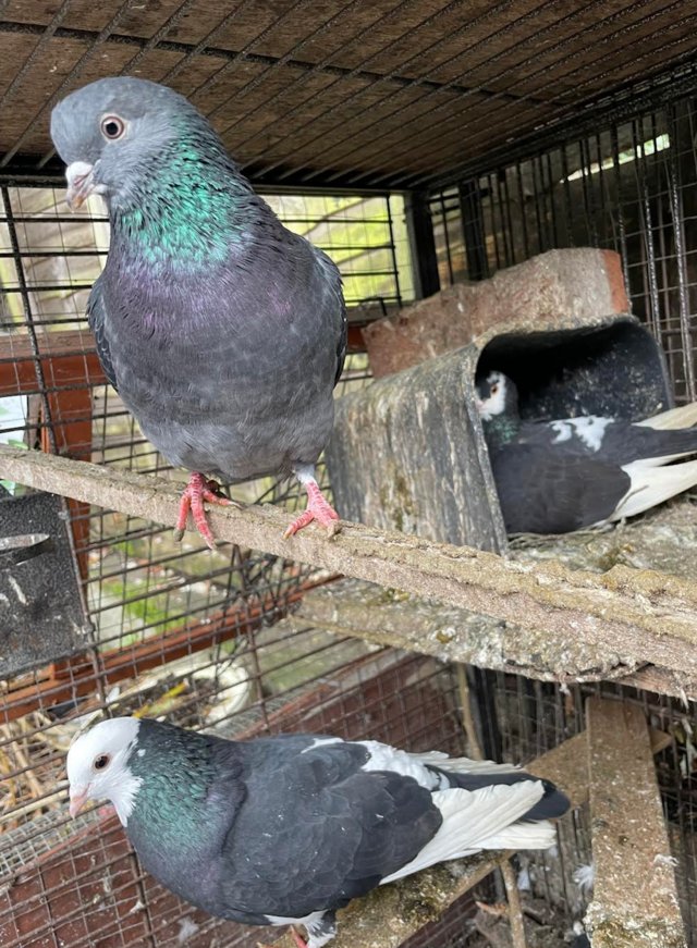 Local Classifieds | Preloved