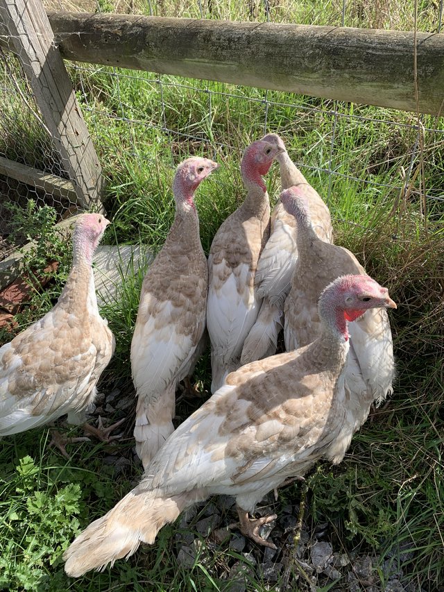 Local Classifieds | Preloved