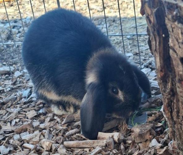 10 week old mini lop rabbits £60 each ono For Sale in Alderbury ...