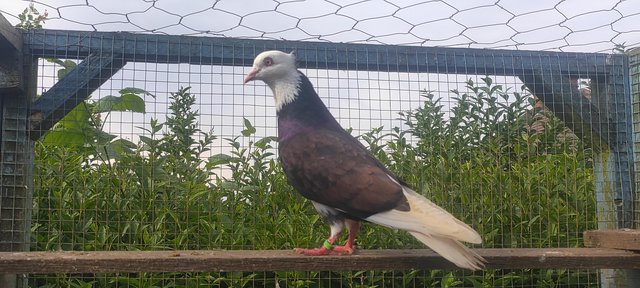 Beautiful Iranian crested pigeons For Sale in Luton, Bedfordshire ...