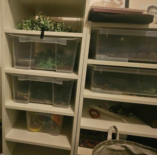 Ball pythons, corn snake, racks, vivariums For Sale in St Helens ...