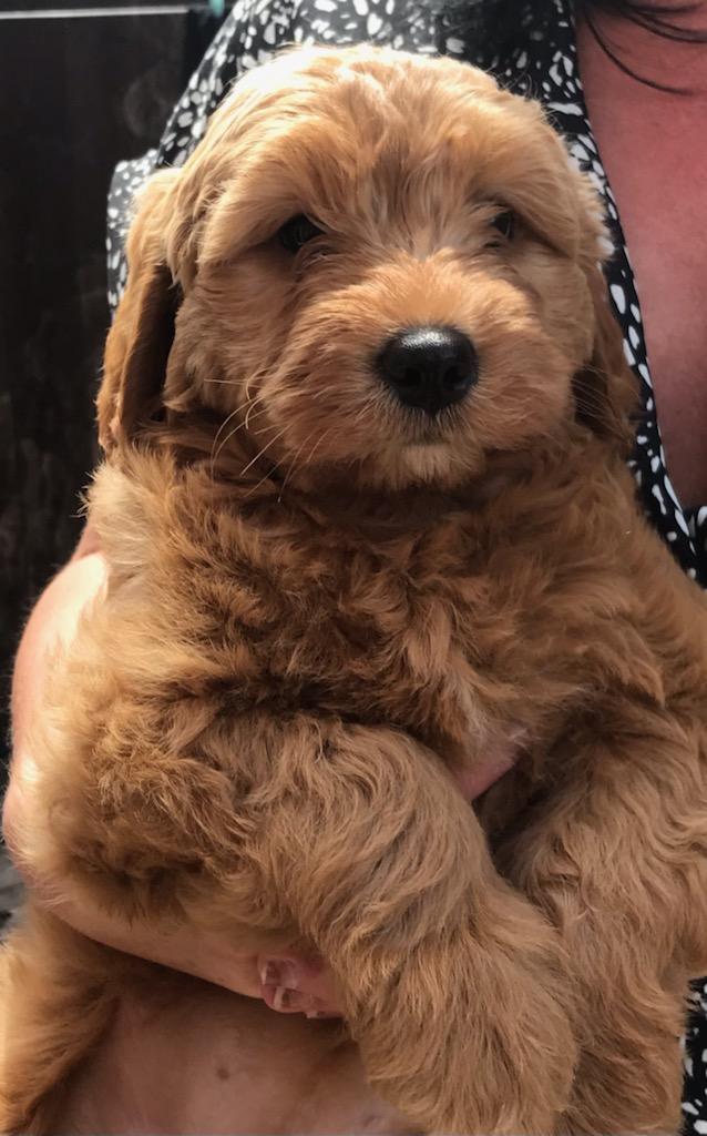 Local Classifieds | Preloved