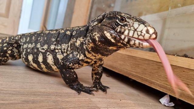 Female Argentine Black and White Tegu For Sale in Strathaven, South ...