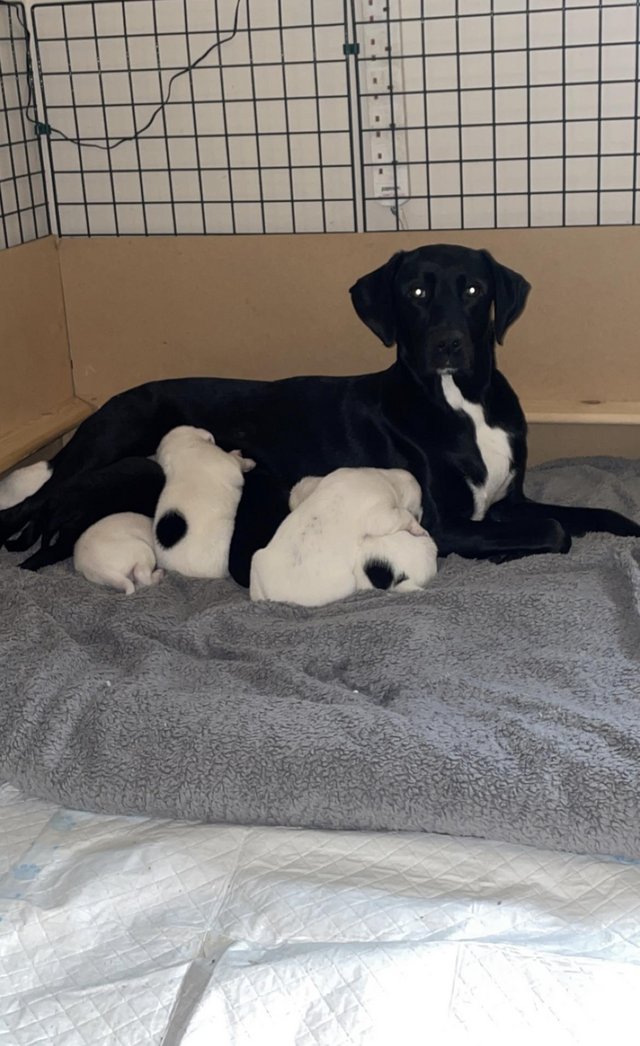 Local Classifieds | Preloved