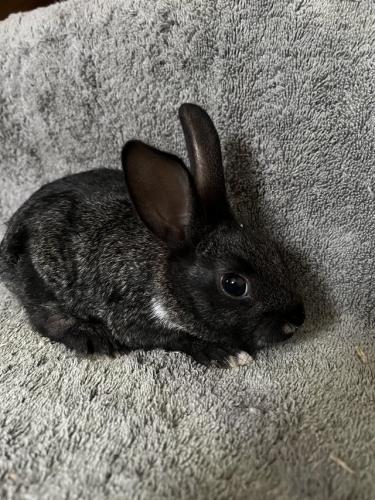 8 week old Dutch cross rabbit For Sale in Leek, Staffs | Preloved