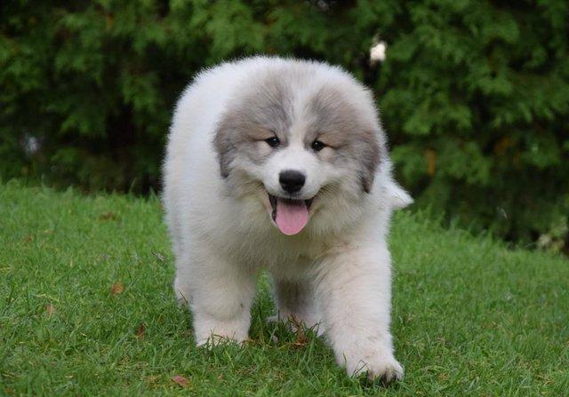 Pyrenean Mountain Dog puppies looking for home For Sale in London ...