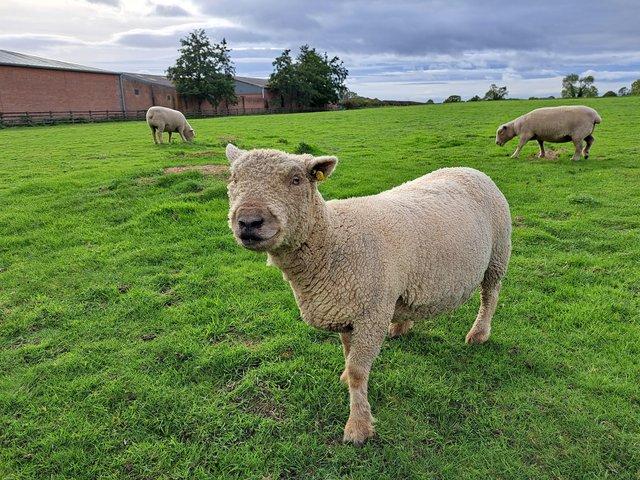 Local Classifieds | Preloved