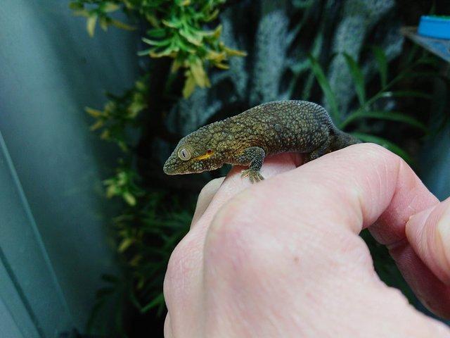 Bauers chameleon gecko (Eurydactylodes agricolae) For Sale in Liverpool ...