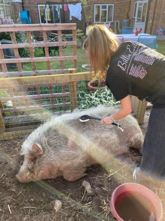 Sweet Kune Kune potbelly cross pig looking for forever home For Sale in ...