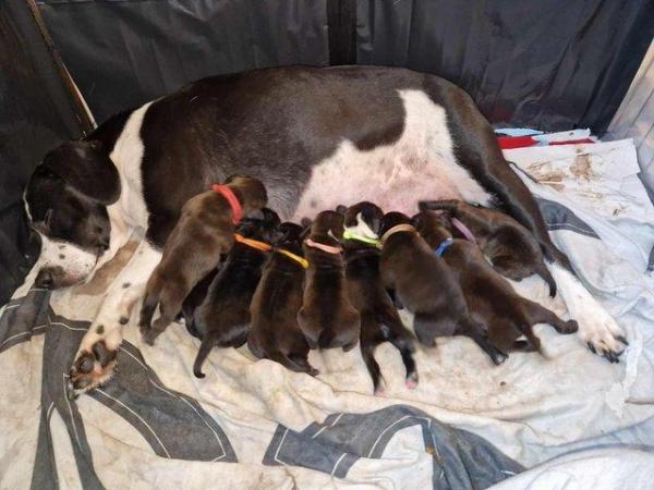 READY NOW Cocker Spaniel Cross blue staffy Puppies for sale. For Sale ...