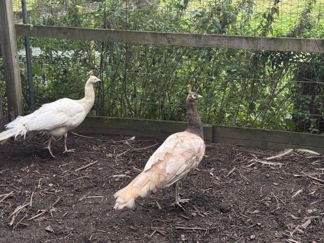 Local Classifieds | Preloved