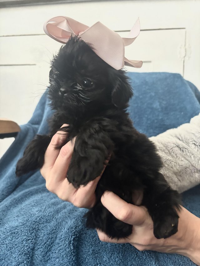 Local Classifieds | Preloved