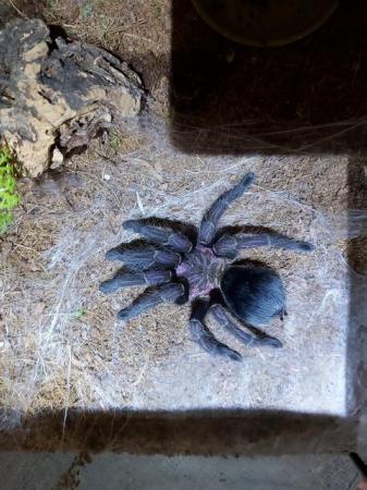 Phormictopus Dominican Violet/Purple Female Tarantula. For Sale in ...