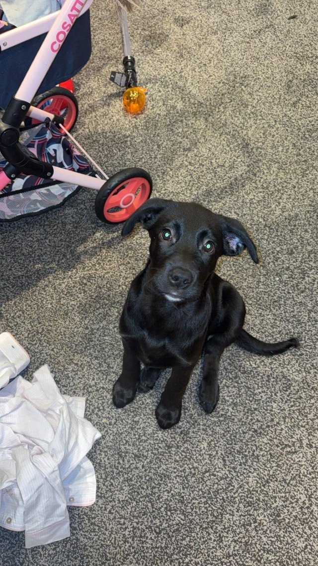 Local Classifieds | Preloved