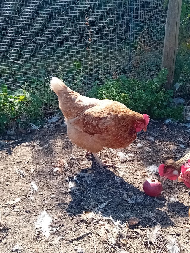 Local Classifieds | Preloved