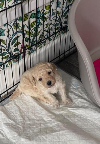 Miniature poodle/ Poochon girl ready 29th may For Sale in Bedale ...