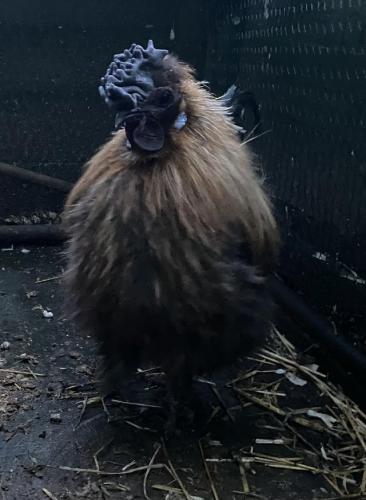 Silkie Bantam Hatching Eggs For Sale In Carlisle Cumbria Preloved
