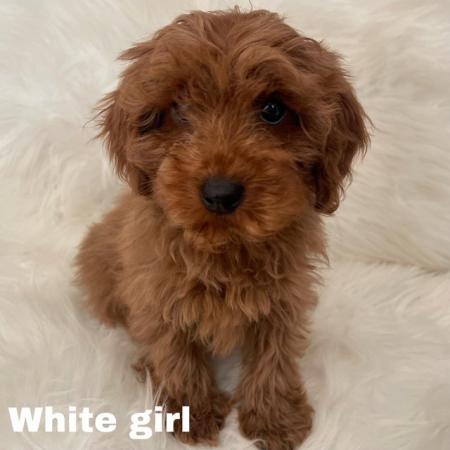 Deep Red F2B Toy Cavapoo Puppies for Sale ONLY BOYS LEFT For Sale in ...