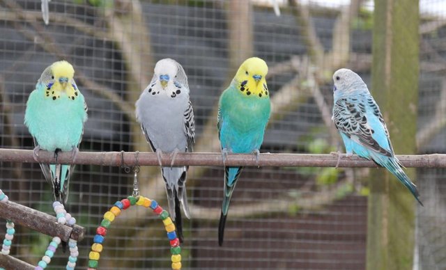 Local Classifieds | Preloved