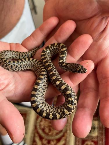 NOW SOLD Bullsnake hatchlings available For Sale in Blackburn | Preloved
