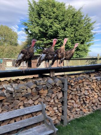 BOURBON RED MALE TURKEYS FOR SALE. FEMALE WANTED For Sale in Whitby ...