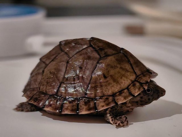 1 baby Razorback Musk Turtle For Sale in London | Preloved