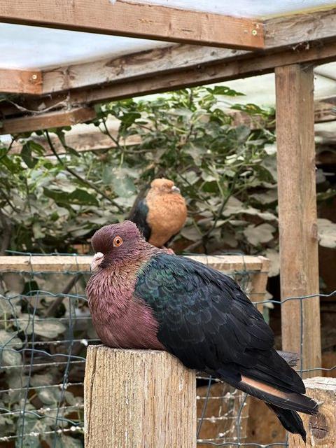 Local Classifieds | Preloved