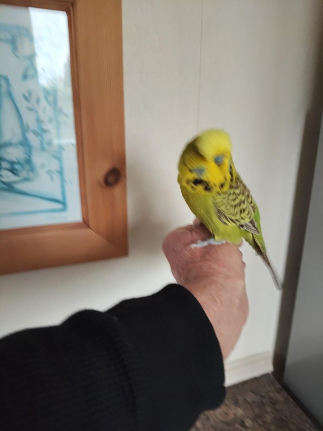 Local Classifieds | Preloved