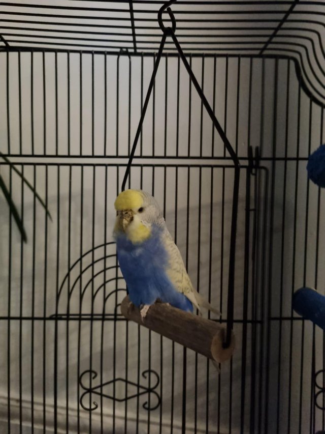 Local Classifieds | Preloved