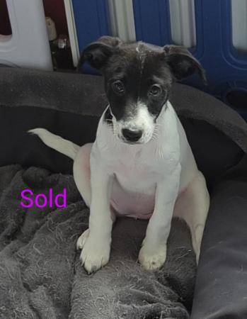 Patterjack puppies for sale For Sale in Haverfordwest, Pembrokeshire ...