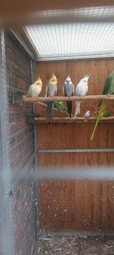 Mixed aviary to go bugies cockatiels and finches For Sale in Bewbush ...