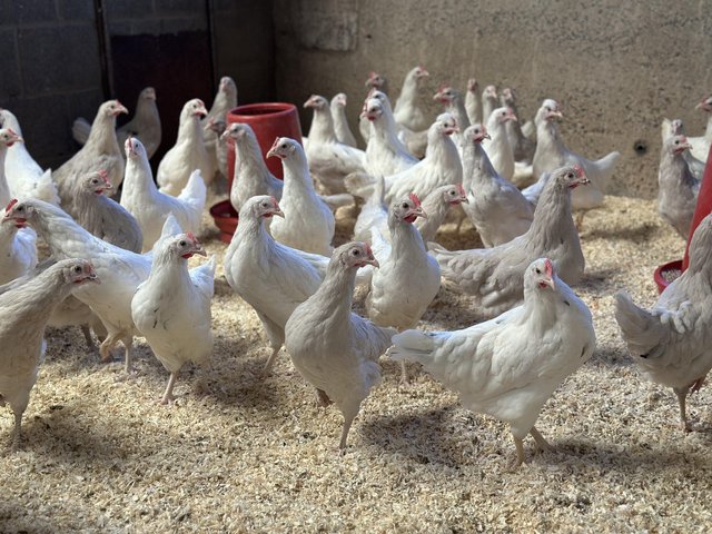 Local Classifieds | Preloved